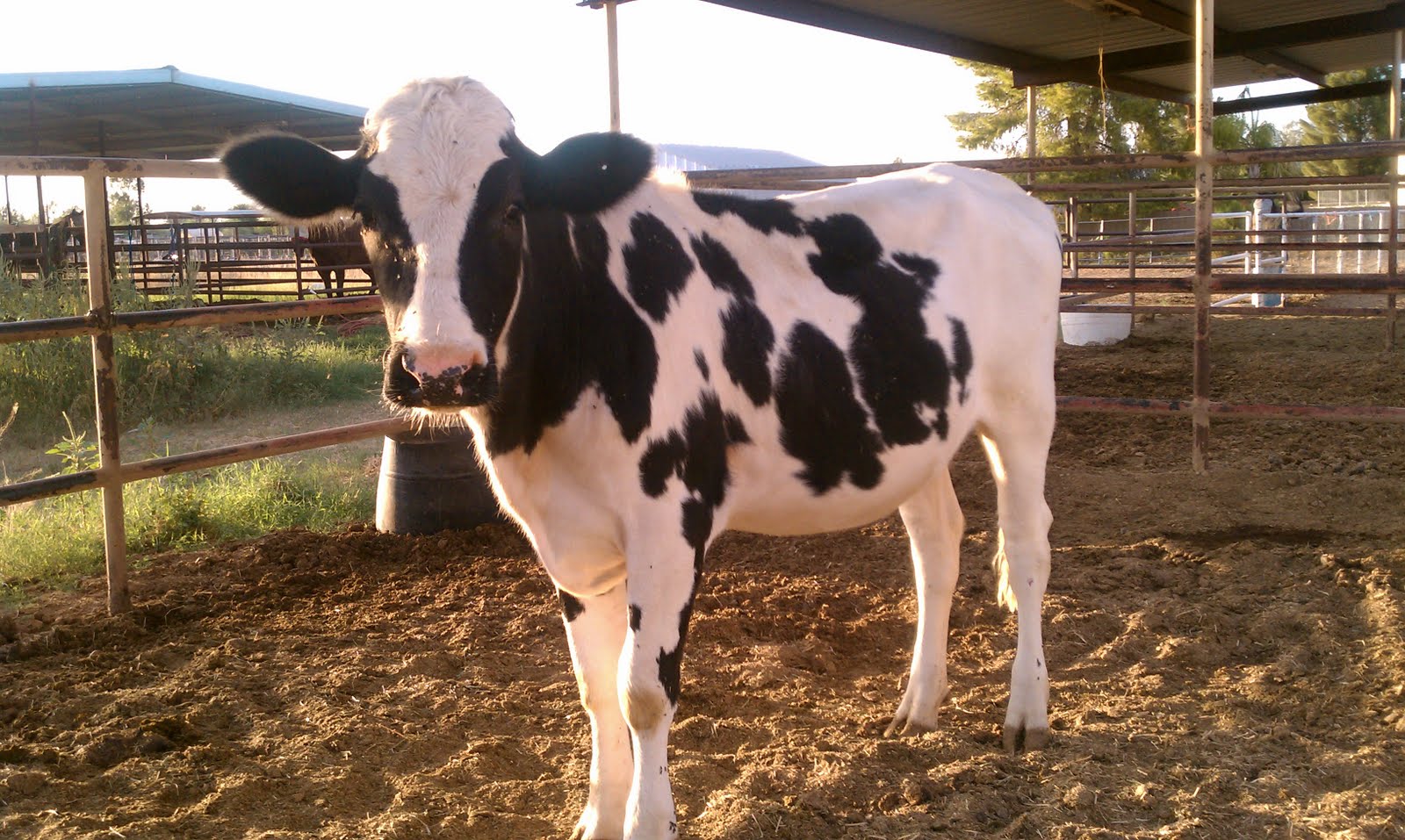 The Well Groomed Horse: Holly Cow!