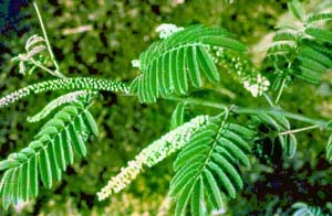 INFO AYUSH DARPAN: Acacia catechu