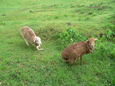 Allison in Africa: Ndura's Kitale Nature Conservancy