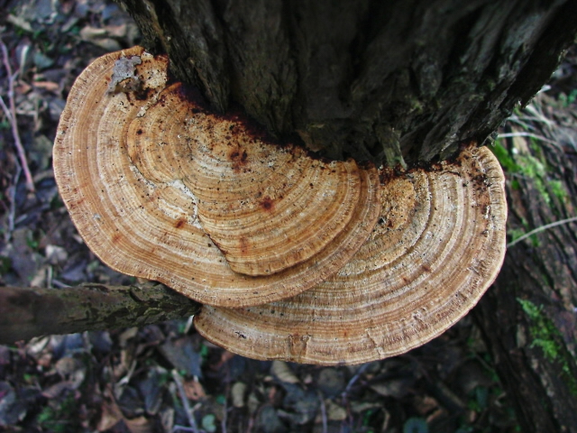 DŘEVOKAZNÉ HOUBY: Obrazový atlas dřevokazných hub