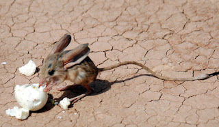 Mi blog de curiosidades: El ratón jeroba, uno de los mamiferos más ...
