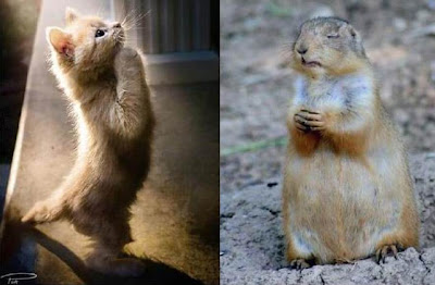 LEAVES OF GRACE: Prayer as a Lifestyle