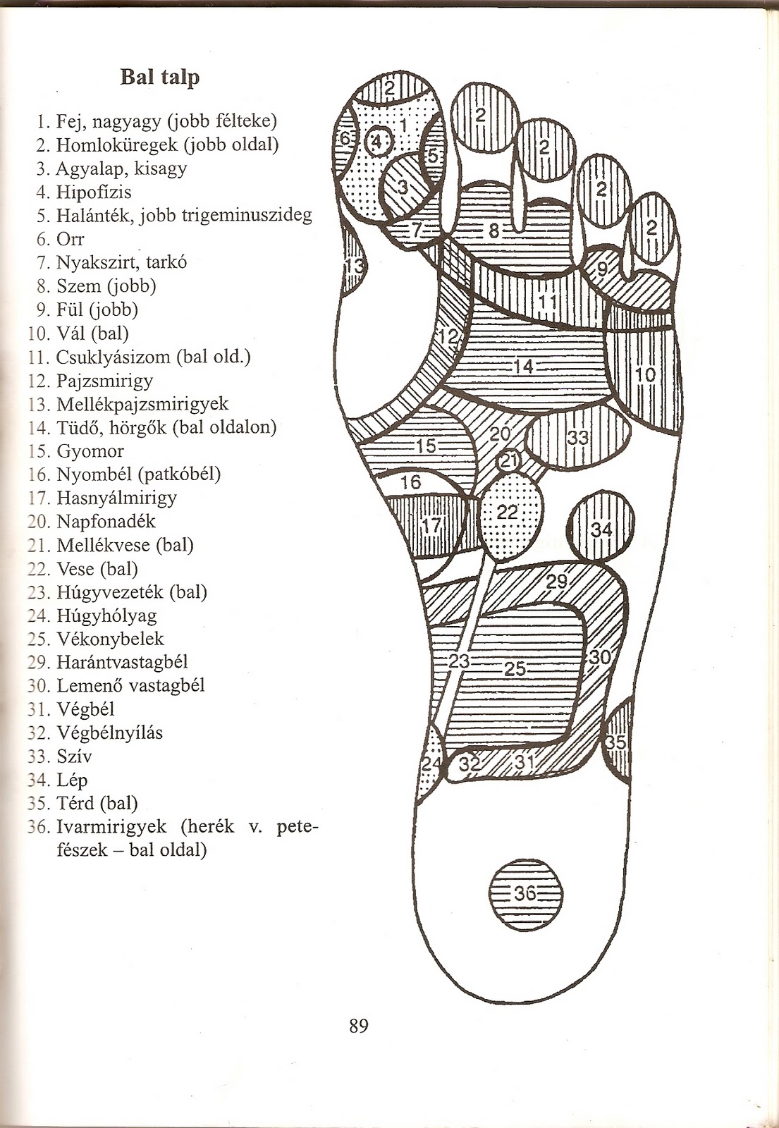 Talpunk térképe: Az igazi talpmasszázs térképe