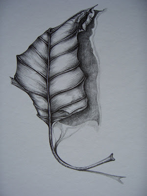 DRAWINGS FROM NATURE: Curling Leaf