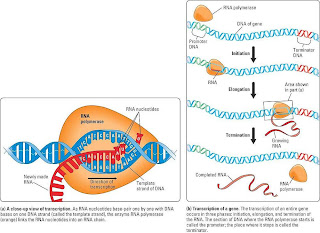 Chapter 10: The Structure and Function of DNA: The Flow of Genetic ...