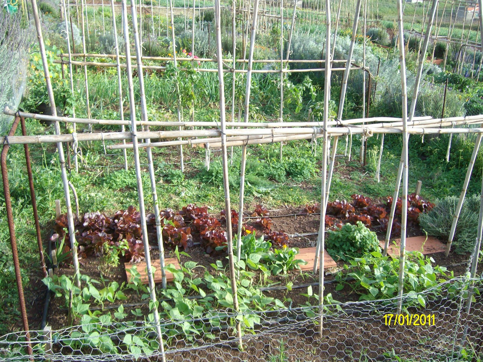 Finca Ecológica el Pilón: Cosas del día a día en la Finca el Pilón.