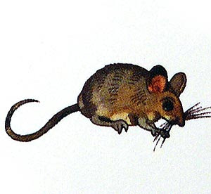 Le trou à rat: Labyrinthe - Ravensburger - 1986