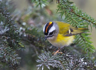 EcologyTaiwan (beta): Taiwan Endemic Birds