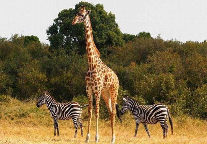 Animais do Mundo: Semana dos Animais da Selva