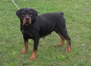 Adopta un Amigo Perú: Rottweilers en Adopción‏