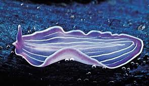 welcome to my blog ^_^: Platyhelminthes
