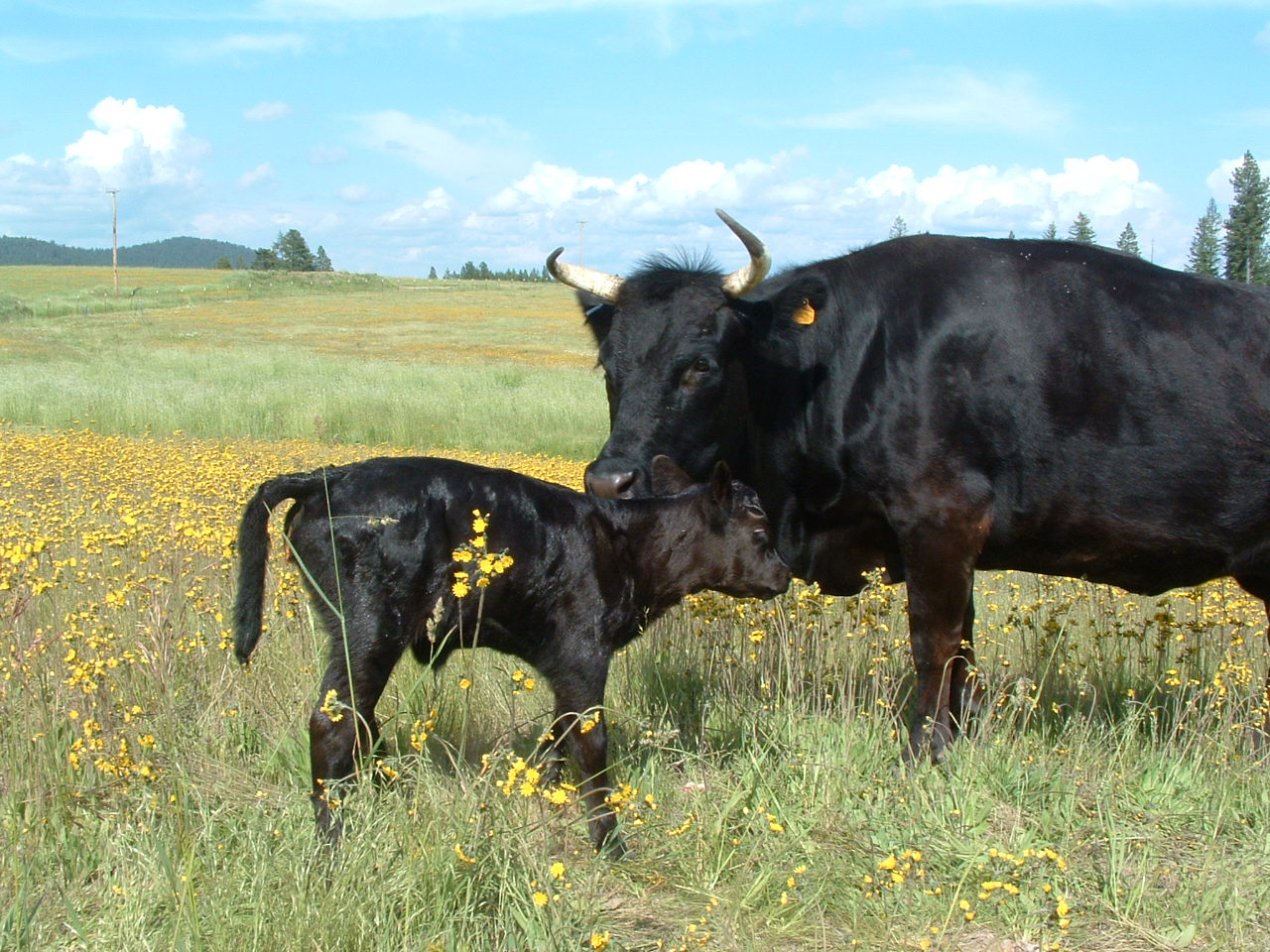 Rural Revolution: Random cow pix