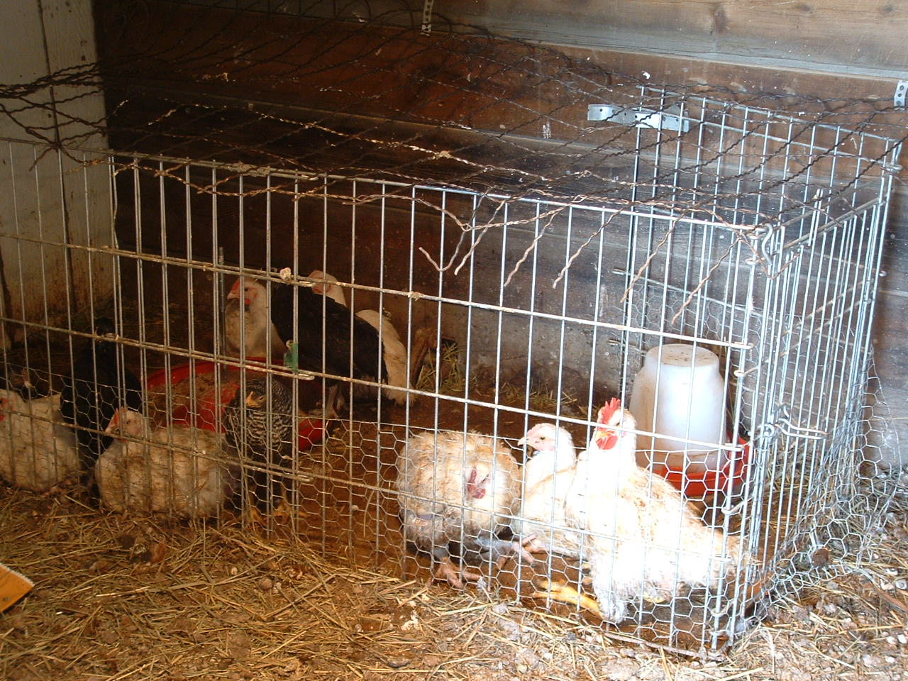 Rural Revolution: Huge weird freaky mutant chickens