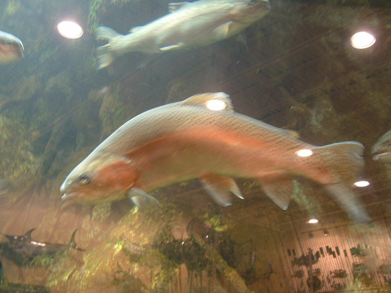 Rural Revolution: Cabela's