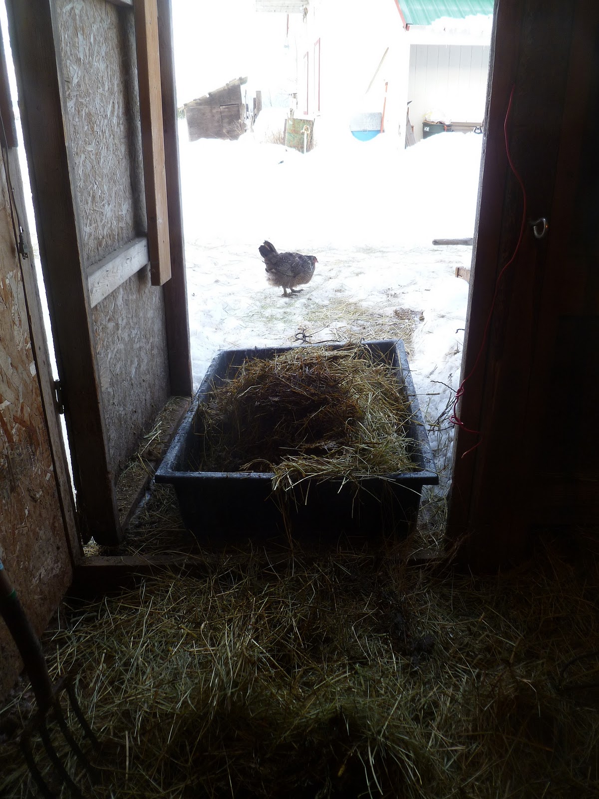 Rural Revolution: Morning chores