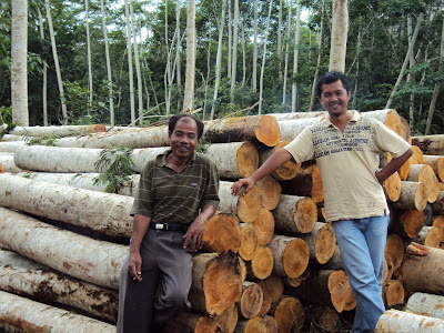 Trees for the Forestry Industry: Sengon (Paraserianthes falcataria)