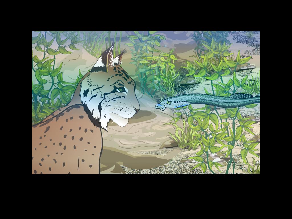 SeltsameSpiele: Don Cato - Die Rückkehr des Luchses