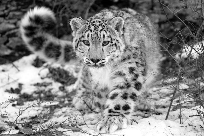 Endangered Species: Snow Leopard
