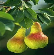 TODA FRUTA: PERA (Pyrus Comunis)