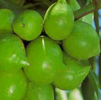 TODA FRUTA: BACURIPARI - (Garcinia macrophylla)