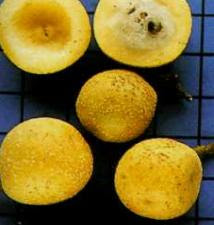 TODA FRUTA: JUÁ - (Zizyphus juazeiro)