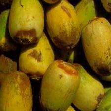 TODA FRUTA: GUARIROBA - (Syagrus oleracea)