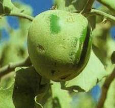 TODA FRUTA: FRUTA DE LOBO ou LOBEIRA - (Solanum lycocarpum)