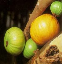 TODA FRUTA: CAMBUCÁ - (Plinia edulis)
