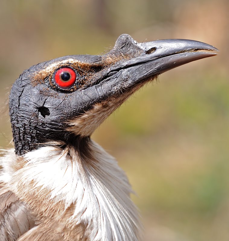 Top 101+ Pictures Sticky-bird Photos Stunning