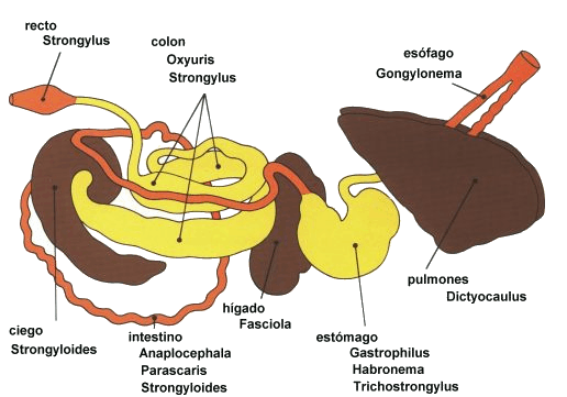 Caballos: Anatomía