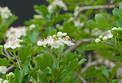 Walter Pall Bonsai Adventures: European and Japanese hawthorn