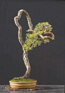 Walter Pall Bonsai Adventures: Scots pine literati final design