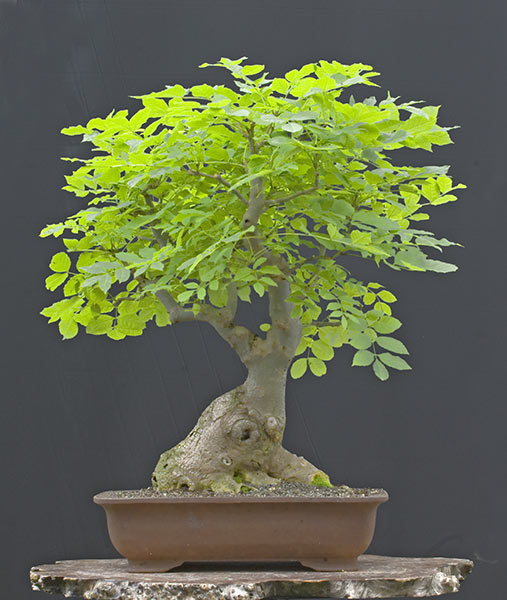 Walter Pall Bonsai Adventures: European ash