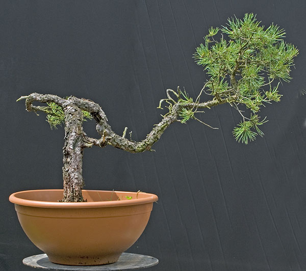 Walter Pall Bonsai Adventures: Scots pine literati material