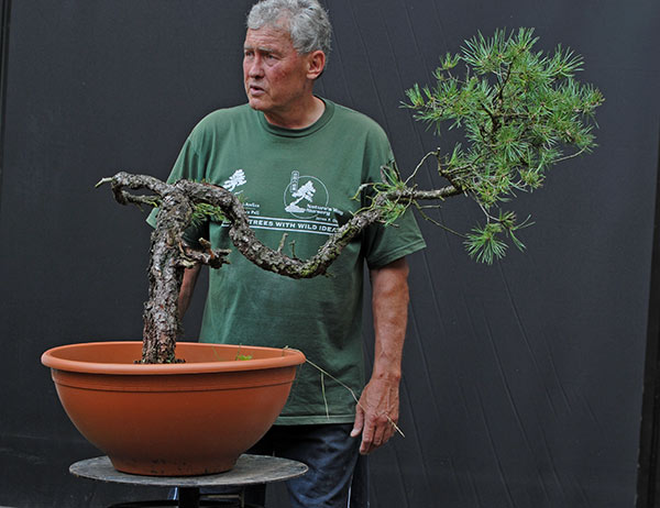 Walter Pall Bonsai Adventures: Scots pine literati material