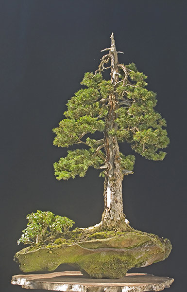 Walter Pall Bonsai Adventures: straight spruce on stone