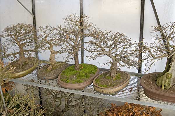 Walter Pall Bonsai Adventures: greenhouse in winter