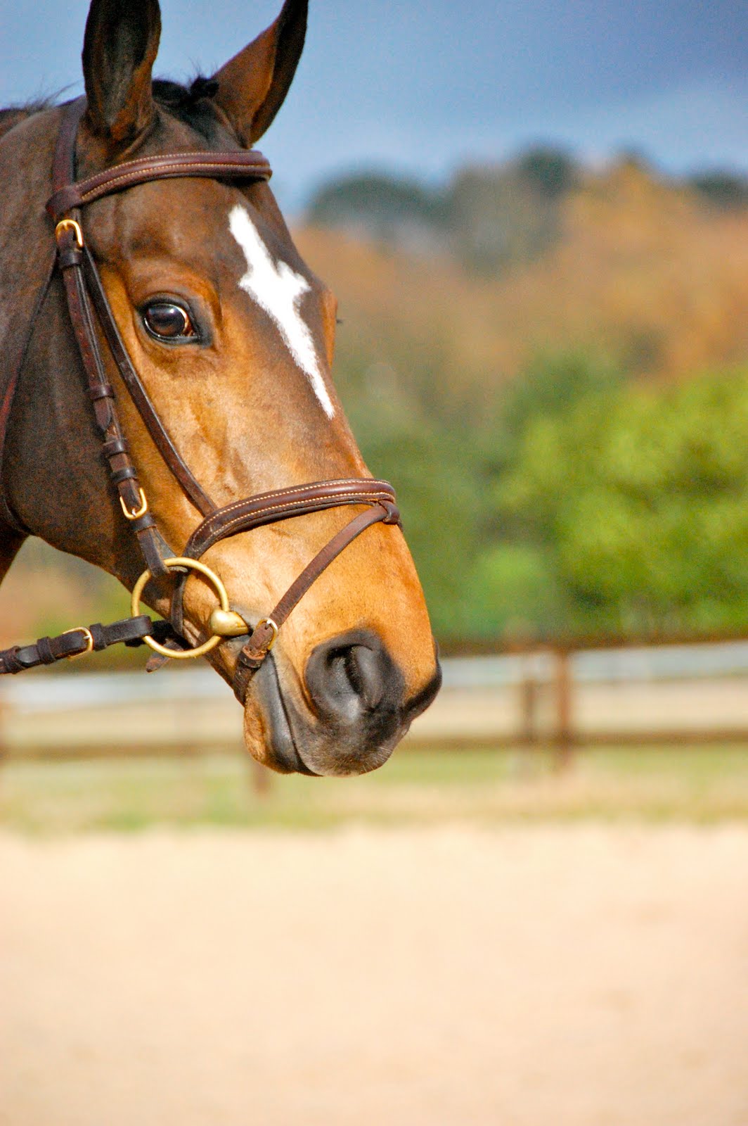 Photos: Concours de Dressage Milly la forêt