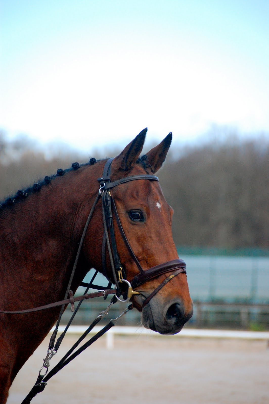 Photos: Concours de Dressage Milly la forêt
