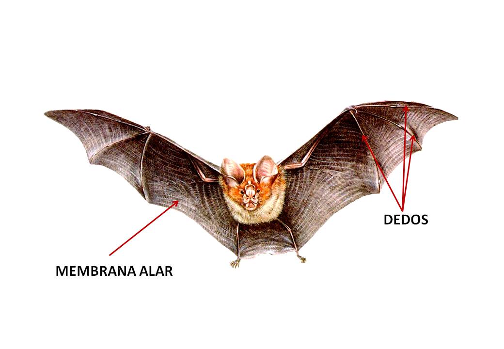 Espaço Ciências 5ºano: janeiro 2011
