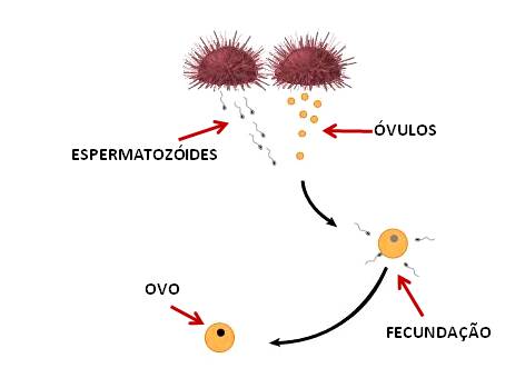 Espaço Ciências 5ºano: Fecundação