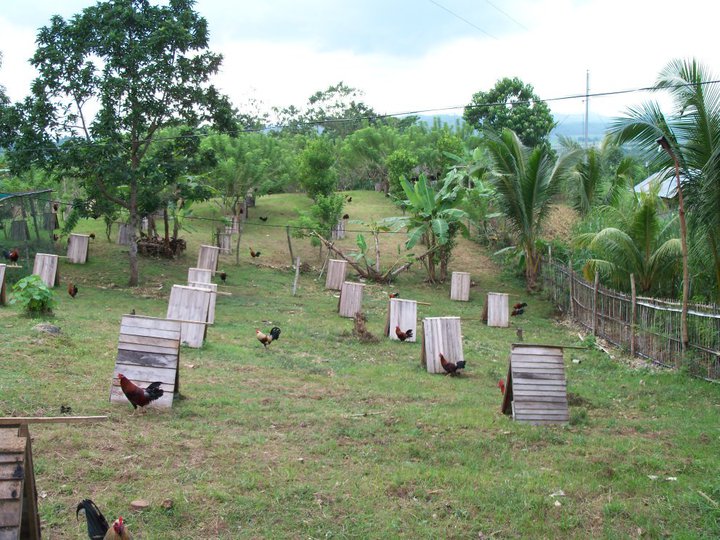 Springwater Farm: Photos