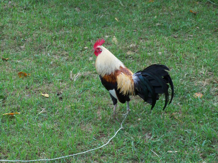 Springwater Farm: Photos