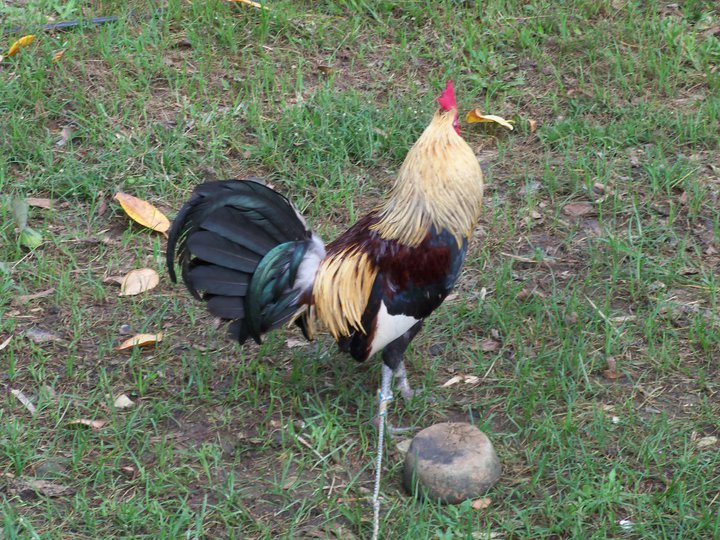 Springwater Farm: Photos