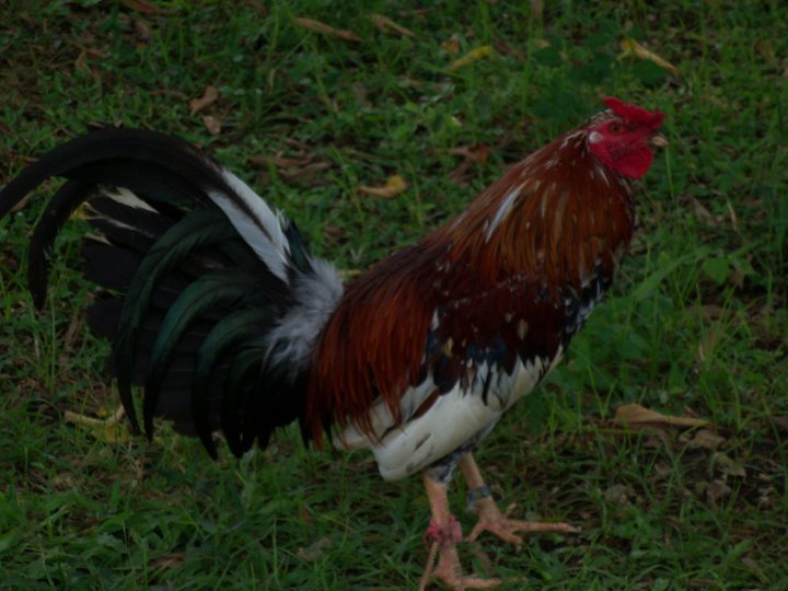 Springwater Farm: Photos