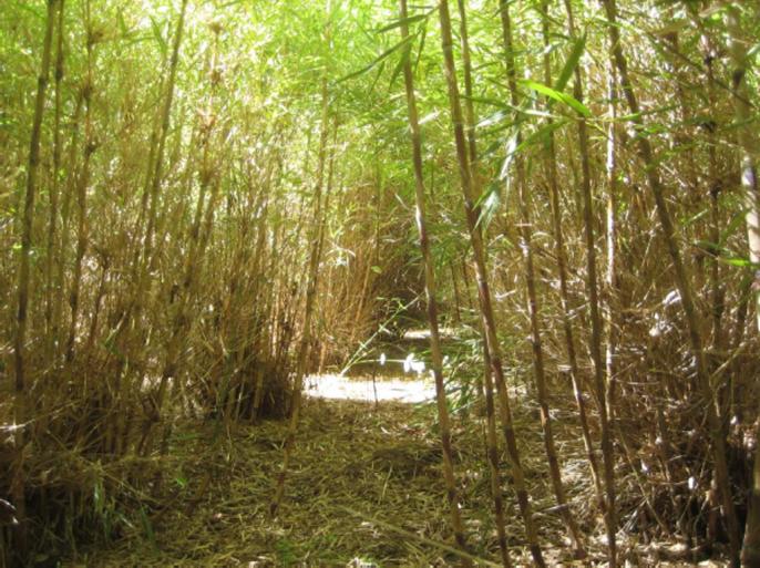 Colihues Araucania: El colihue (Chusquea culeou).