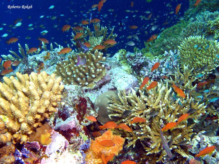 Paolita Montañez: LA VIDA ACUATICA