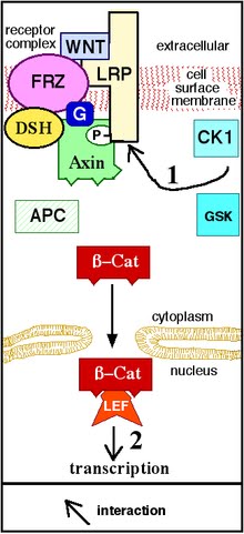 mutations of mortality: LEF1: the Wnt pathway in CLL