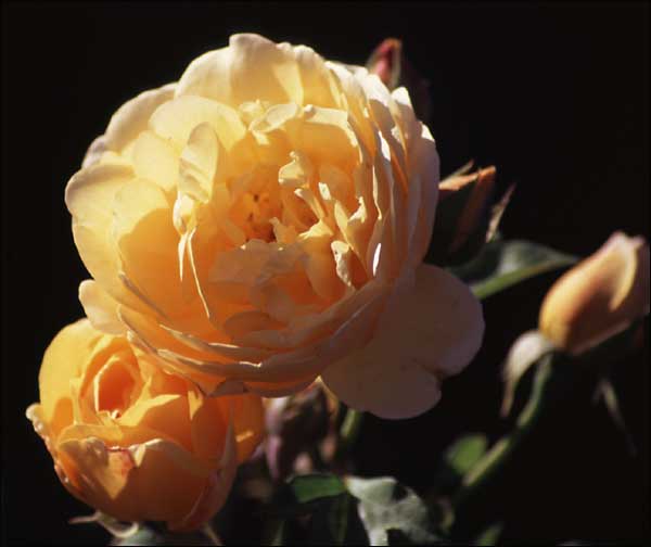 Splendid Sass: For the Love of Roses...