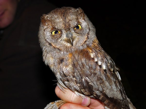 SEO-Cantabria: Censo de Autillo europeo (Otus scops) en la ciudad de ...